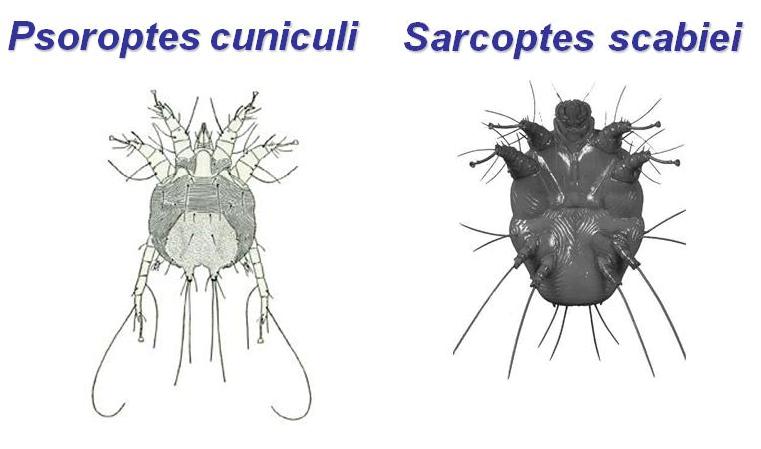 Conejos "El Orejano": Sanidad: SARNA EN CONEJOS