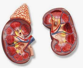 REVISTA ONLINE ILUSTRADA BRASILEIRA: A importância das glândulas supra ...