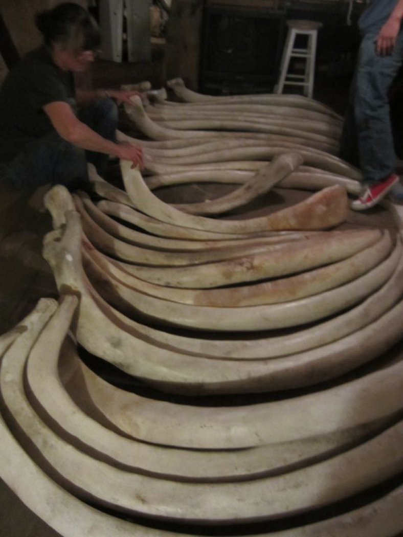 Pratt Museum Gray Whale Skeleton