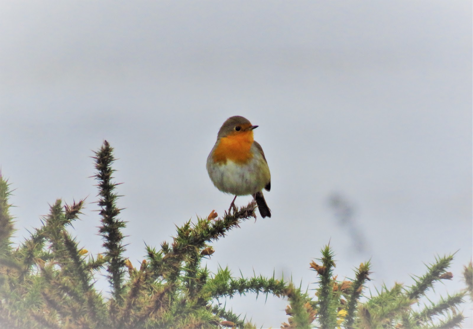 Mise Áine ag Rámhaille: Éan Scéal