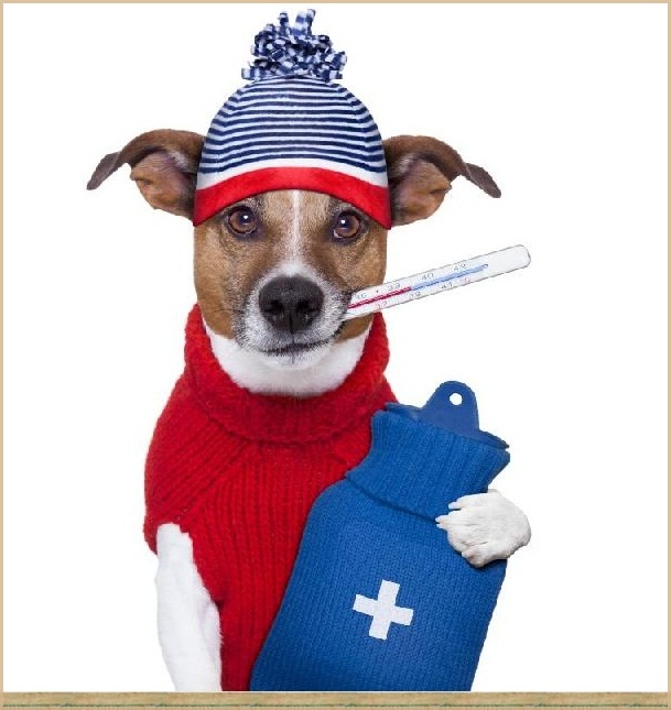 ღ Respeite e Proteja os Animais ღ: *Sinais e cuidados com animais doentes*