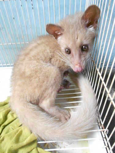 Musang Lover Jakarta: Jenis-jenis Musang