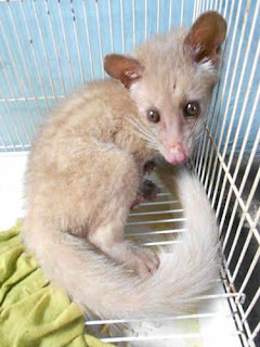 Jenis-jenis Musang :MUSANG LOVERS INDONESIA ( MLI )