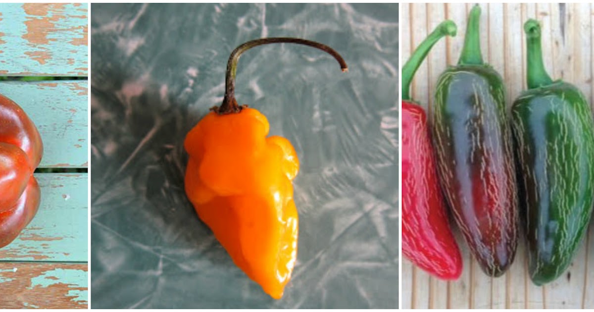 My Suburban Micro-Farm: Peppers for this Year - 2016 Season