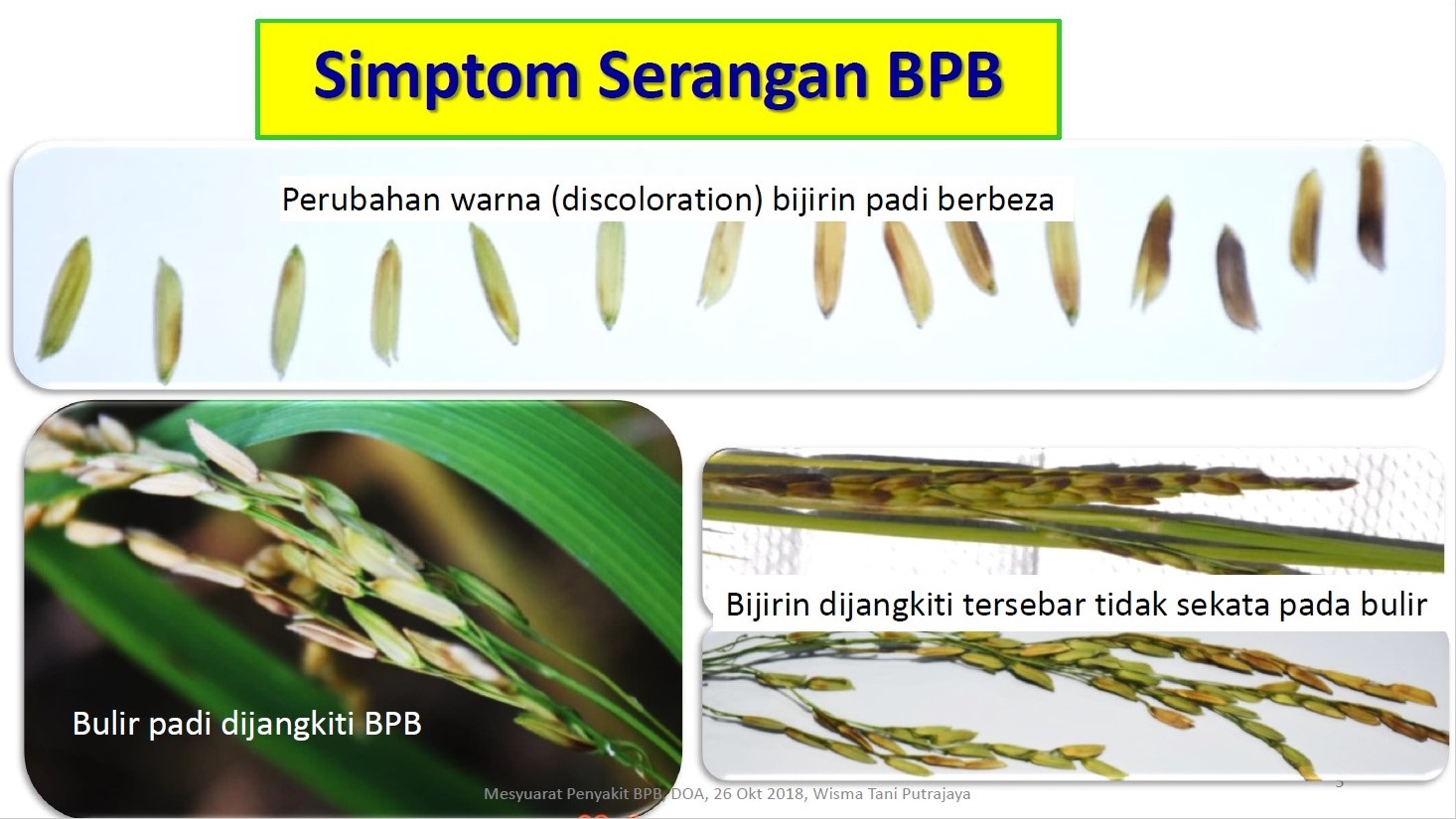 BLOG - DUNIA PERTANIAN MALAYSIA: Fakta Penyakit Hawar Bulir Bakteria ...