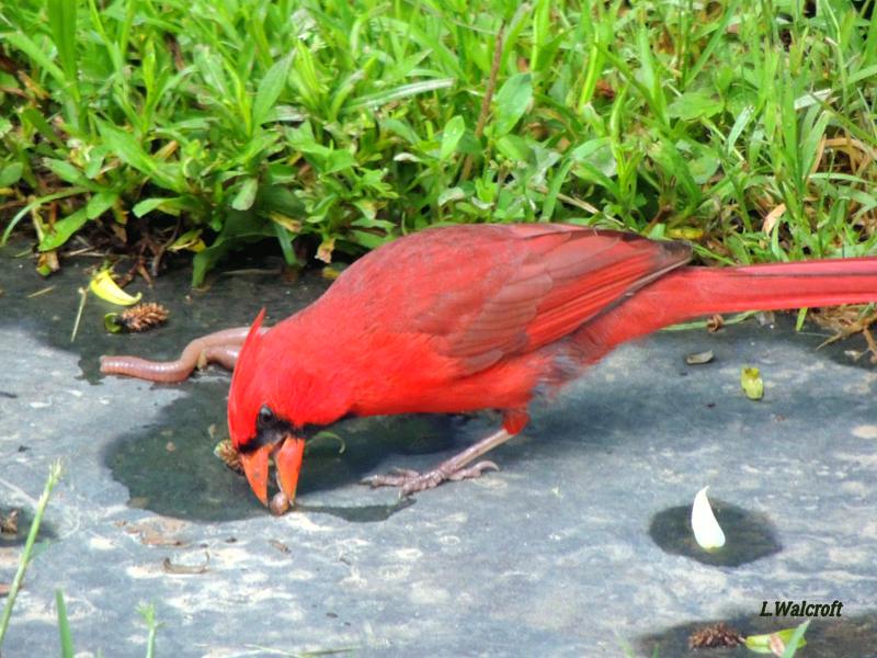 The View from Squirrel Ridge: Iris, Goose, Cardinals, Worms.