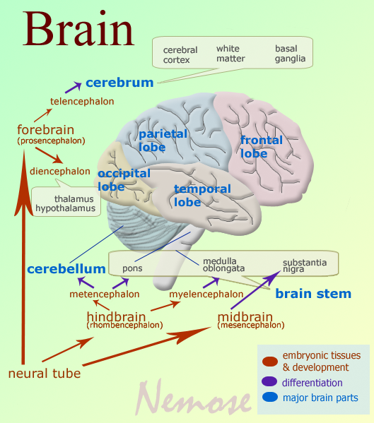 Tamil E Library: மனித மூளை