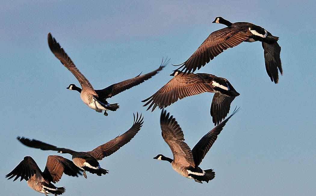 Wyoming Photos: Canada geese