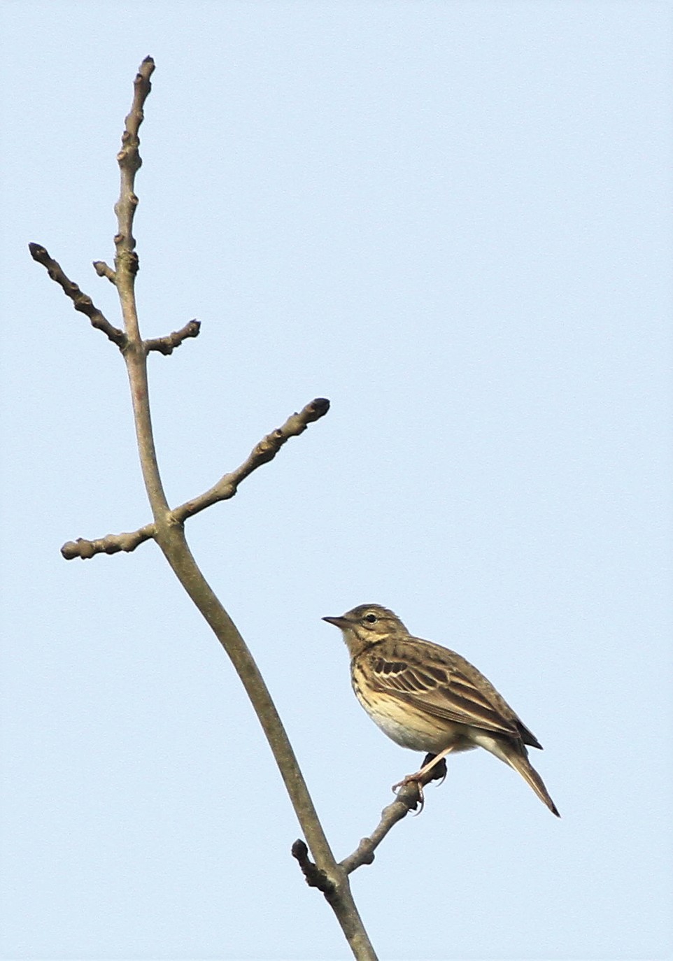The Breckland Birder: Tree Pipits near Bodney, Norfolk