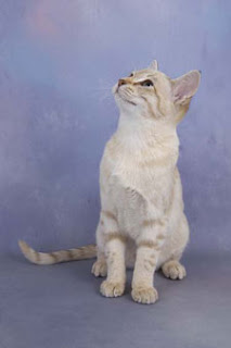 Cooinda Cat Resort - Kitty Kapers: Australian Mist