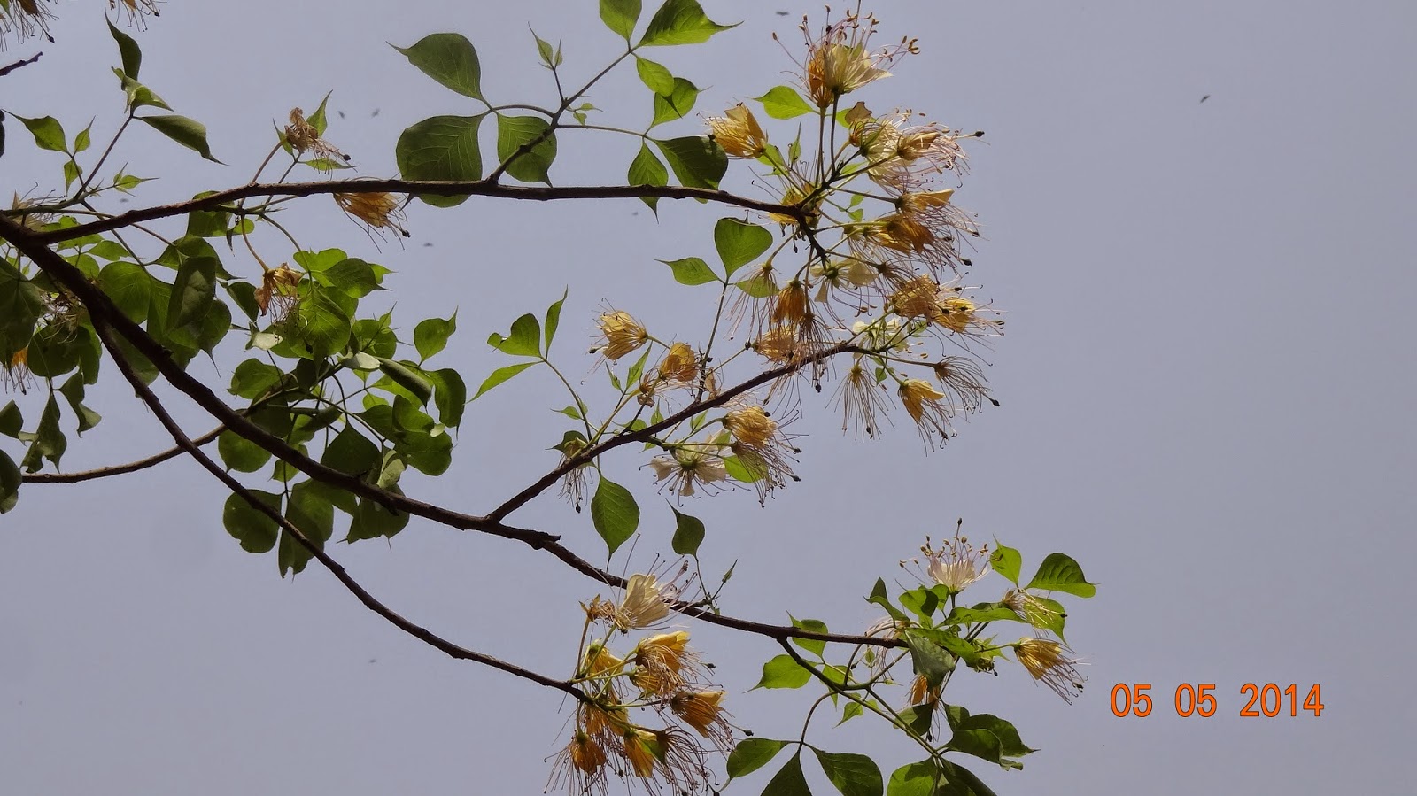 Plants of Lahore - Pakistan: Berna- Flowering Tree- Flush of Balmy flowers