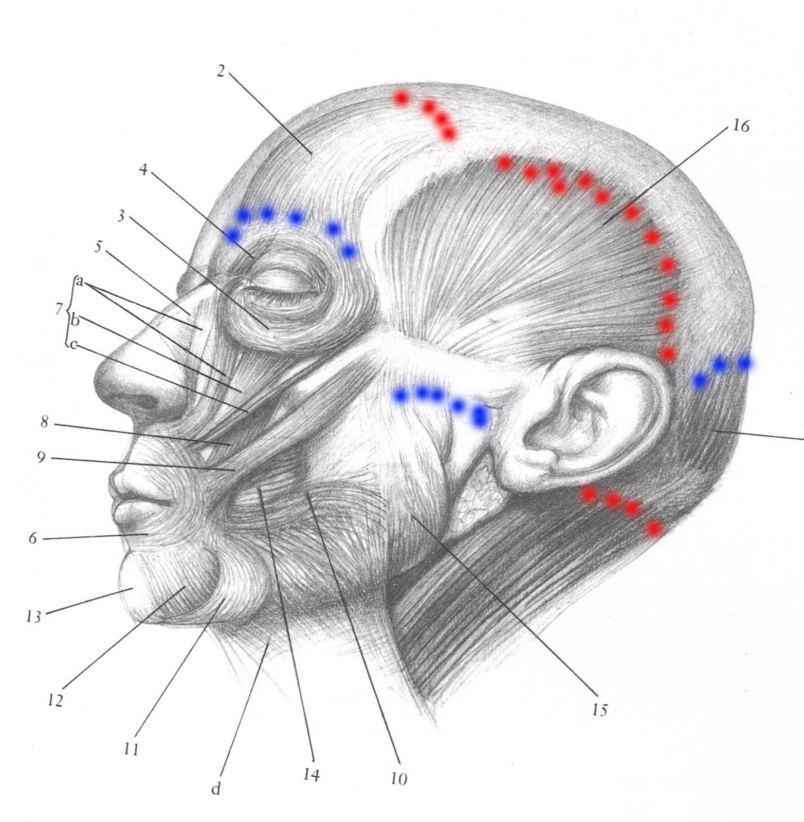 CON IL CORPO VIVO : CORPO ANATOMICO: CRANIO E FACCIA