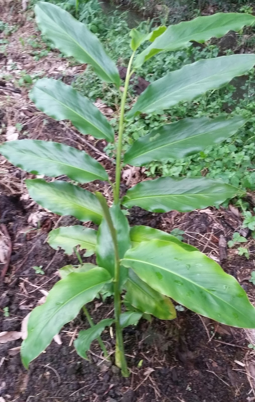 Warisan Petani: Tanaman Pokok Kantan 2.