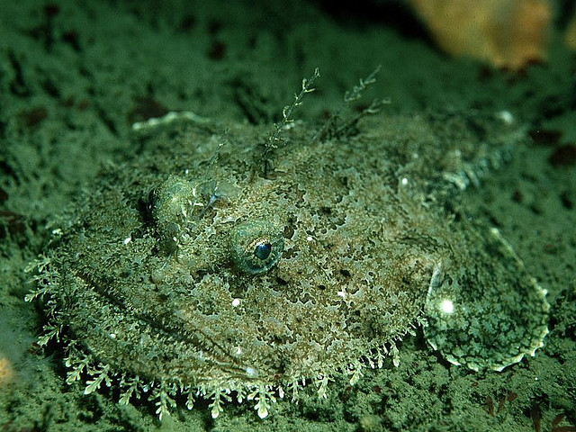 Real Monstrosities: Monkfish