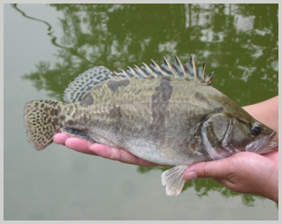 Chinese Perch (siniperca chuatsi)