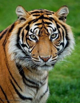 Sumatran Tiger | The True Adventures