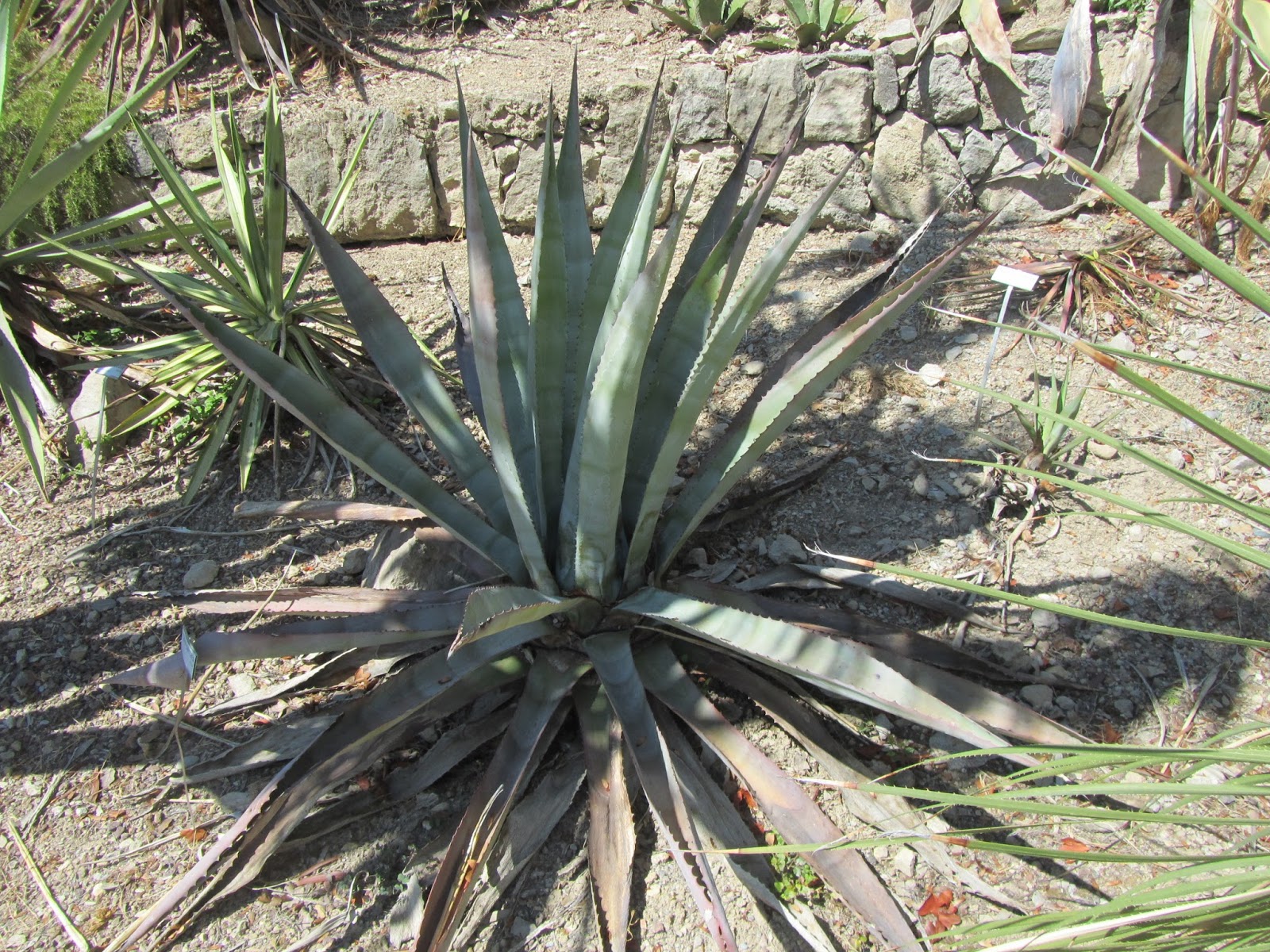 Agave : Come Riconoscere le Diverse Specie - Con Foto e Descrizione ...