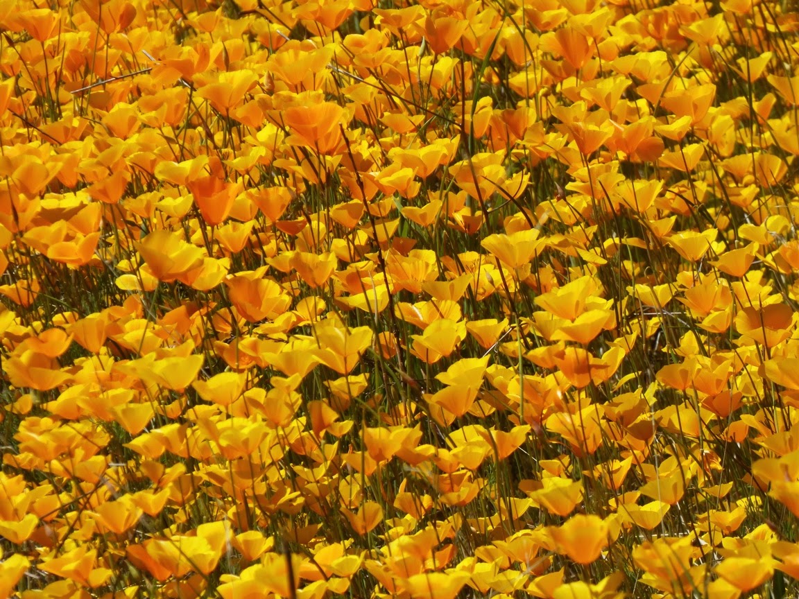 Geotripper: Life in a Harsh Environment: Spring Wildflowers in the Red ...