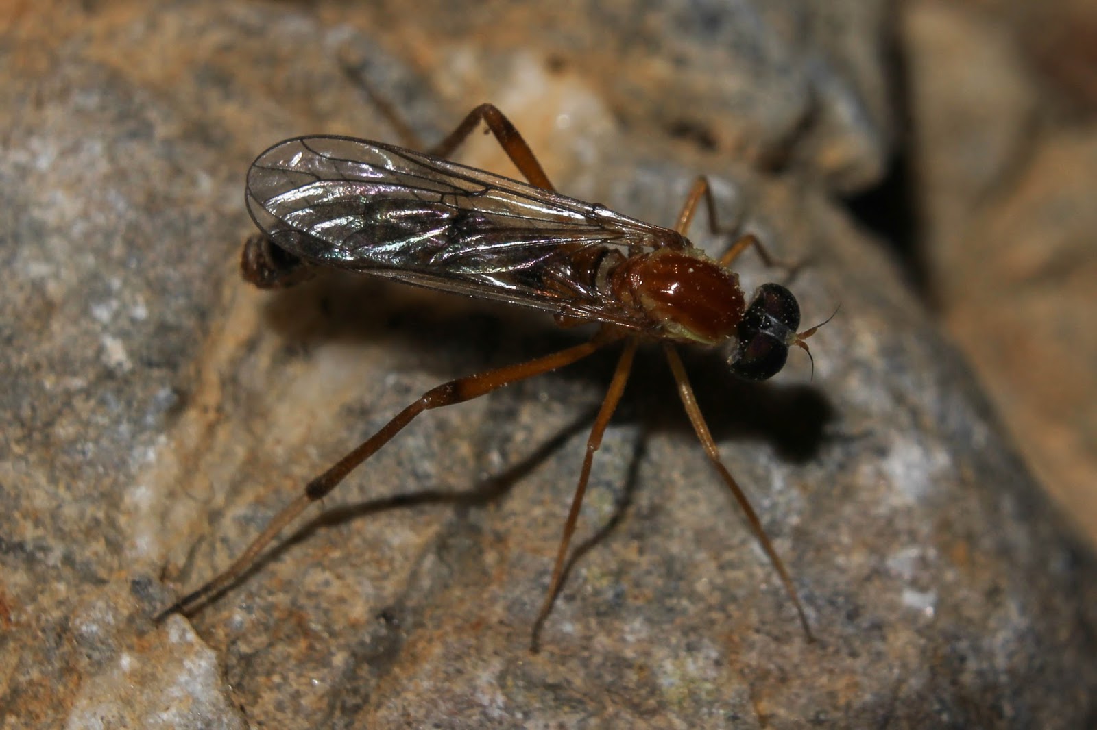 Biodiversity of Cyprus by NGO Protection of the Natural Heritage and ...