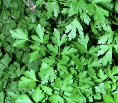 Cilantro, Cimarrón y Perejil.