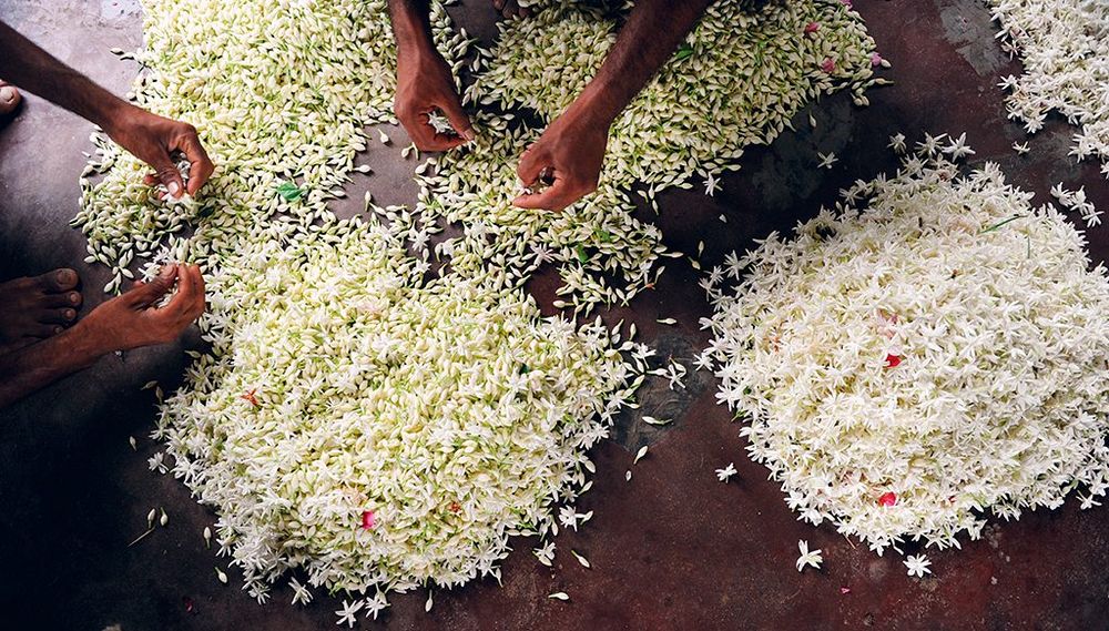 The Indian Perfume That Smells Like Rain | Amusing Planet