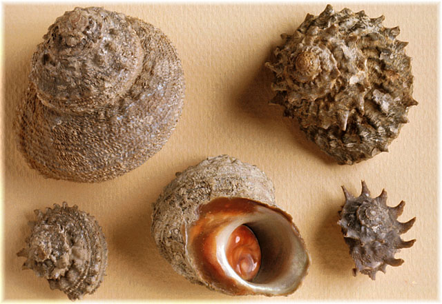 A la palestra : MOLUSCO GASTERÓPODO - Astraea rugosa