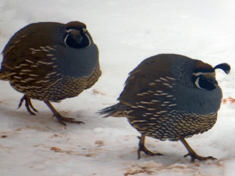 Rural Revolution: Sad little quail