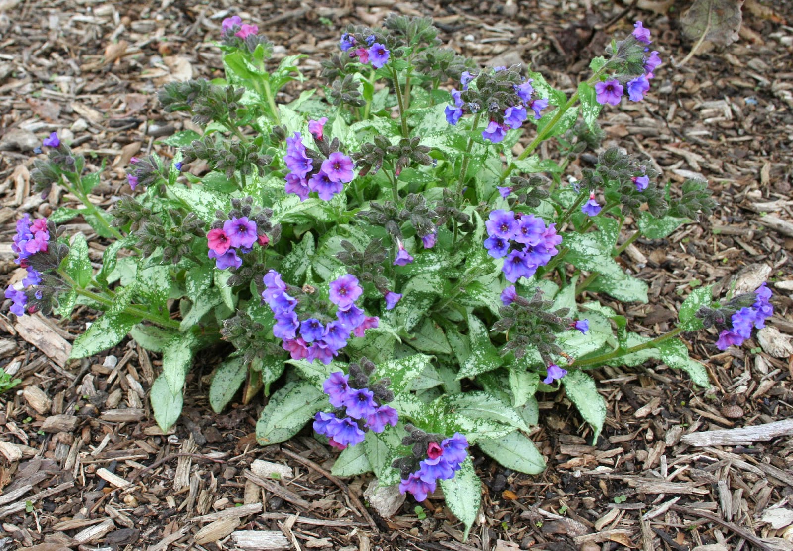Pulmonaria officinalis - Planta Medicinal