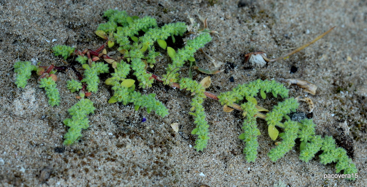 CH´USAY: Herniaria lusitanica