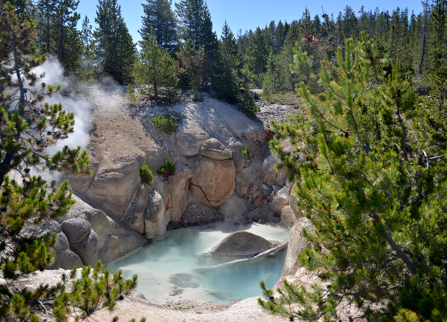 Yellowstone: Norris Geyser Basin - light-in-leaves