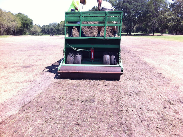 Avila Turf Maintenance : The Sprigging Process