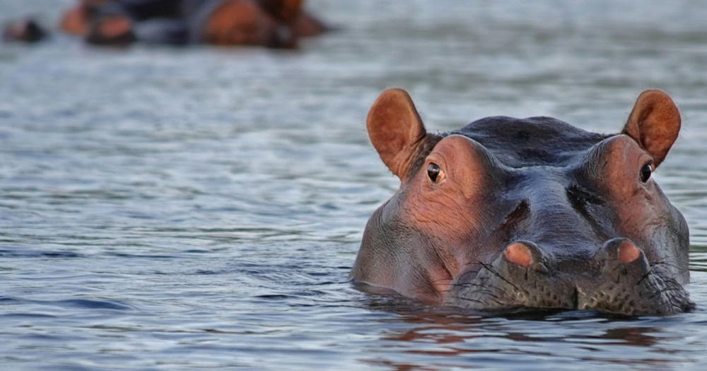 Gestion de la Faunes - Africa Green Magazine