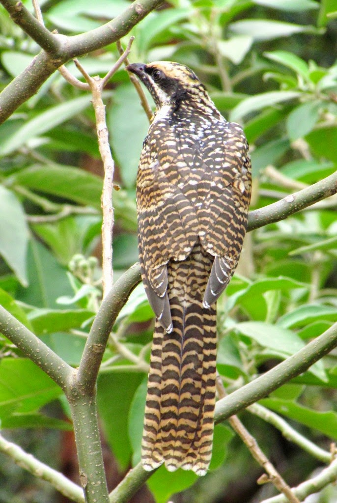 In Japara's backyard: Koel calling