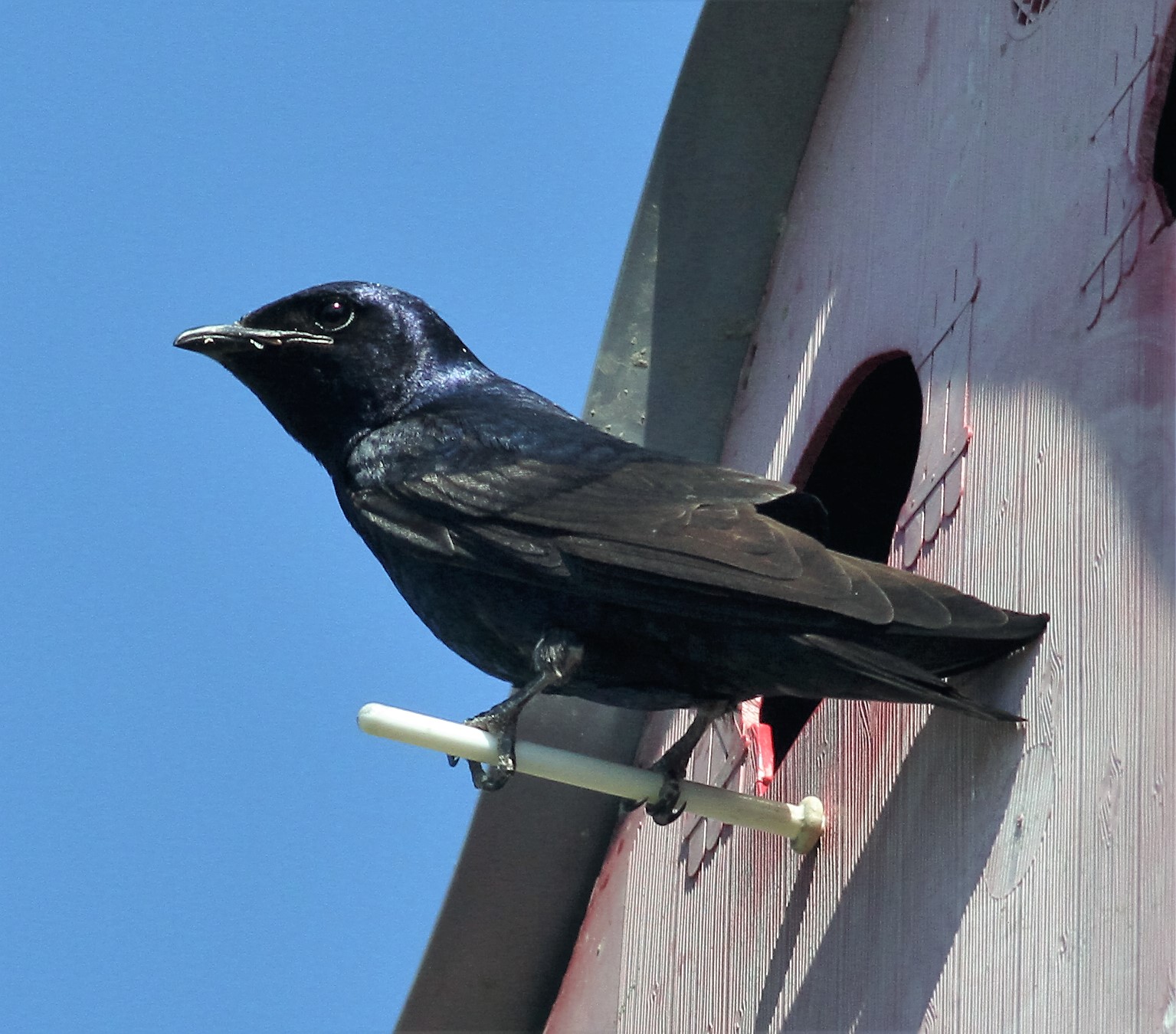 Paul's US Birding Blog: Purple Martin colony, Ulster County - 22nd June