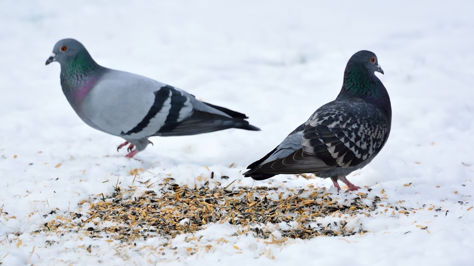 Knuts fugleblogg: Bydue