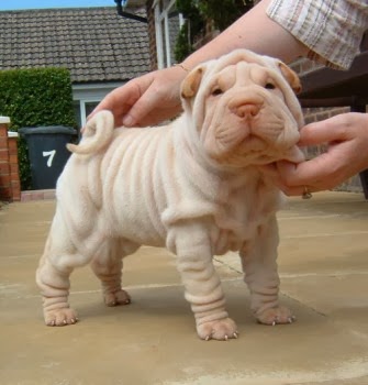 HOLAPETSHOP: SHAR-PEI
