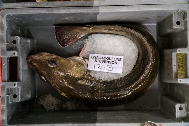 Through the Gaps! - Newlyn Fishing News: Full of the finest # ...