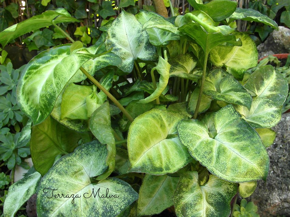 SINGONIO / SYNGONIUM PODOPHYLLUM | Terraza Malva