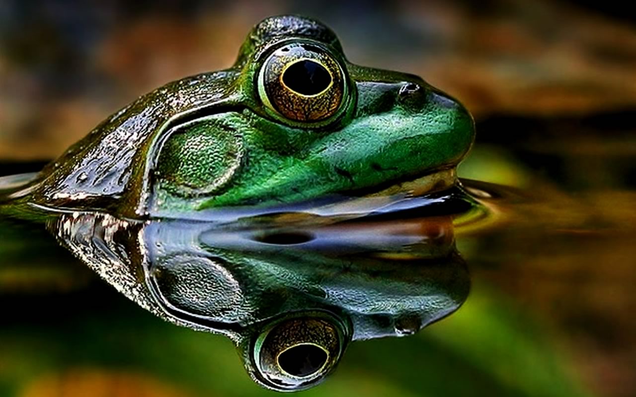 Fotos de animales: 25 wallpapers de ranas y sapos
