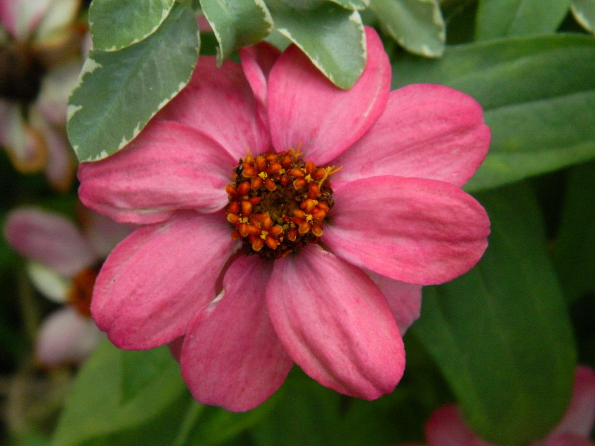 LA MULTI ANI, ROMANIA!: Flori colorate