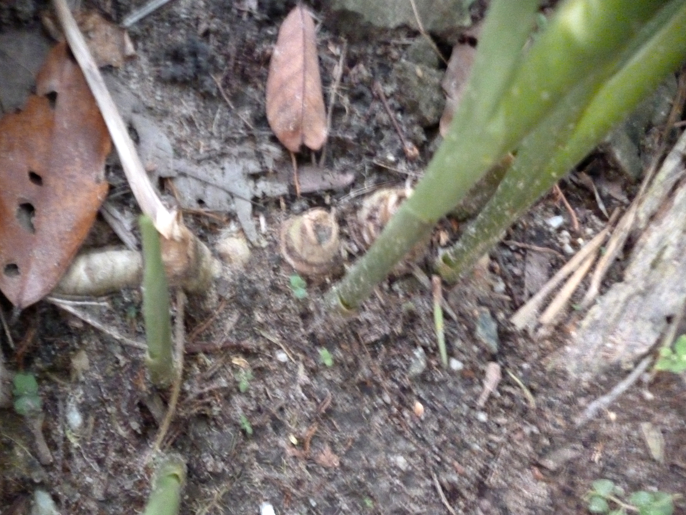 White Turmeric - Haran Kaha | SL Flora