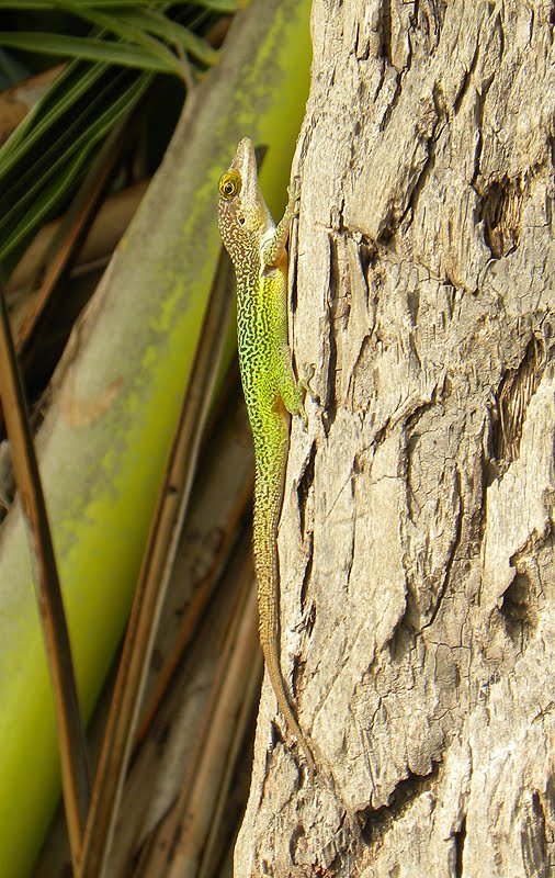 Ophidiophilia: Antigua: Land of the Lost (Snake)