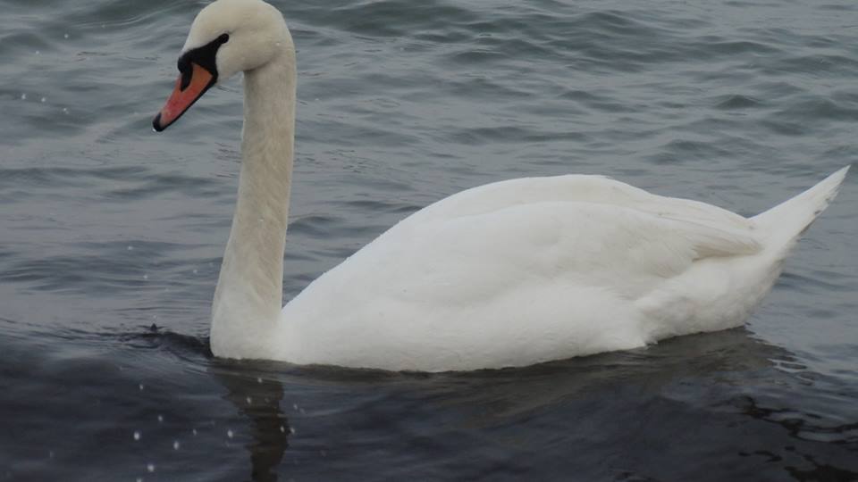 Poze Imagini Desktop: Poze Lebede pe apa