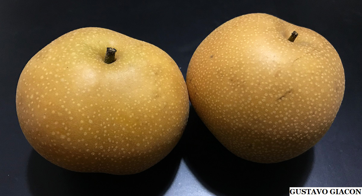 Viveiro Ciprest - Plantas Nativas e Exóticas: Pera Asiática ou Nashi ...