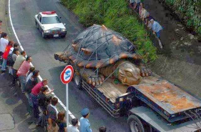 Cameroon-Afric investment: A demon turtle captured in Japan