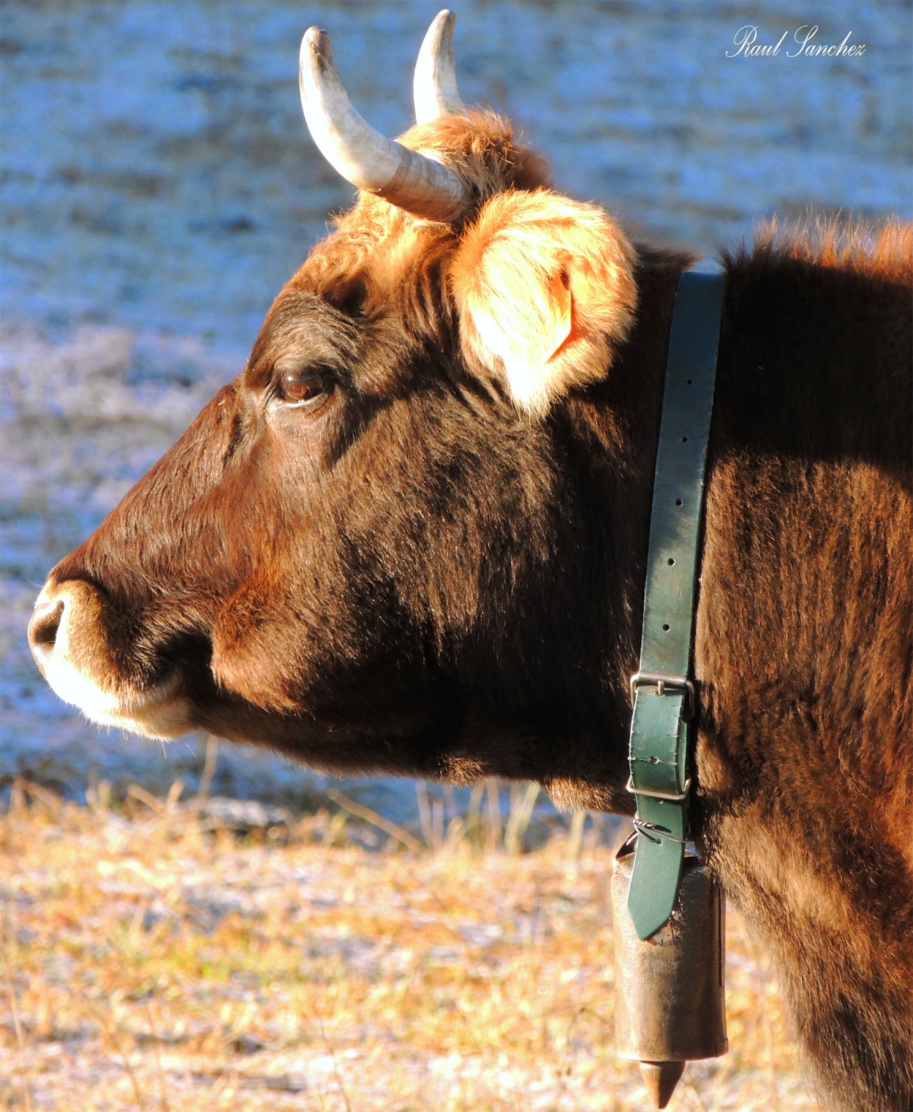 Naturaleza Viva : Vacas y toros