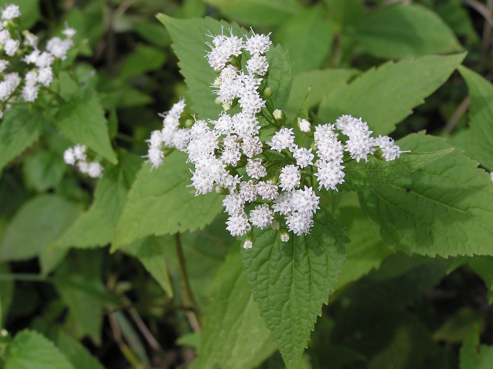 Snakeroot Flower