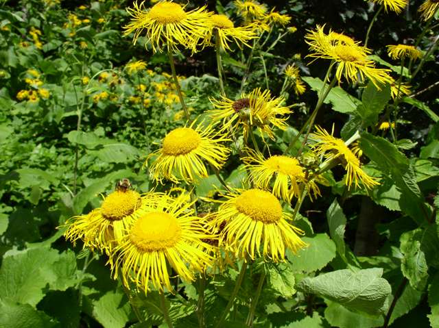 Inula helenium - μια πρώτη γνωριμία μέσα από τις φωτογραφίες της.