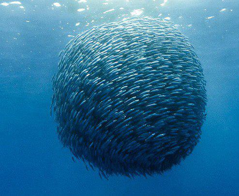 LOS 20 BANCOS DE PECES MÁS INCREÍBLES