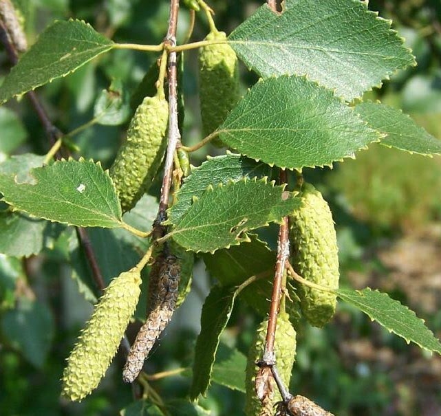 Vivero Buenaventura: ABEDUL (PRIMERA PARTE)